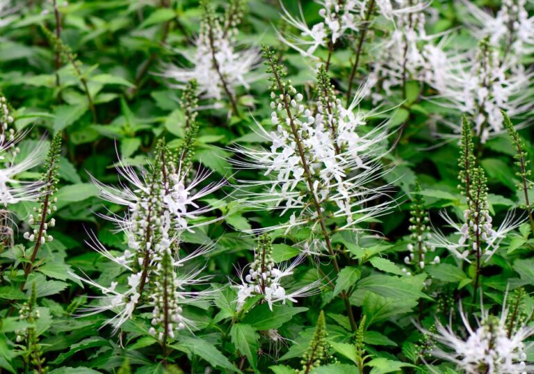 Chá de Java serve para quê? - Chá e Sabedoria | Plantas e ervas medicinais