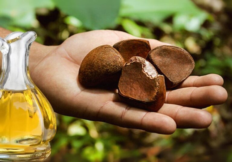 Óleo de Andiroba - Chá e Sabedoria | Plantas e ervas medicinais