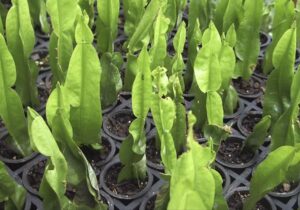 Chá de Carqueja serve para quê? - Chá e Sabedoria | Plantas e ervas ...