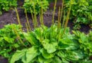 Chá de Tanchagem serve para quê? - Chá e Sabedoria | Plantas e ervas ...