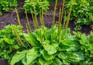 Chá de Tanchagem serve para quê? - Chá e Sabedoria | Plantas e ervas ...