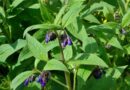 Chá de Confrei serve para quê? - Chá e Sabedoria | Plantas e ervas ...