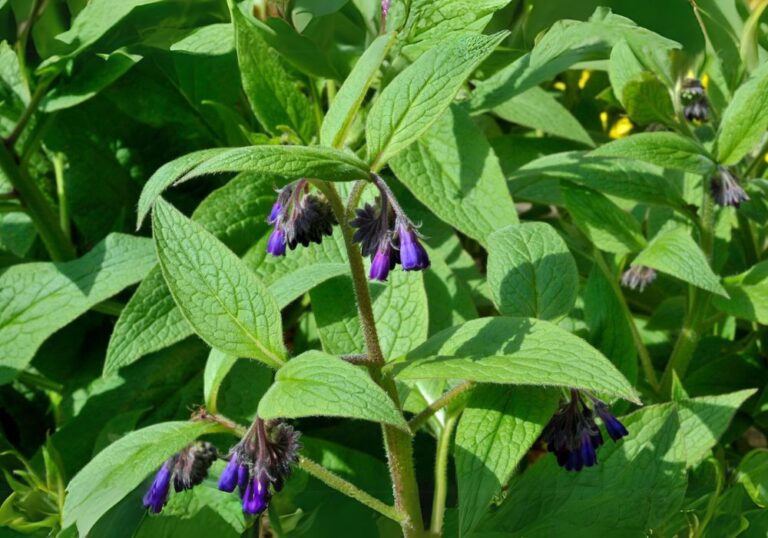 Chá de Confrei serve para quê? - Chá e Sabedoria | Plantas e ervas ...