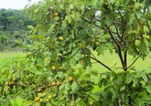 Chá de Uxi Amarelo serve para quê?