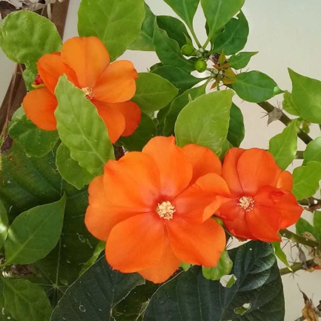 Diferença entre os ora-pro-nóbis de flor branca, rosa e laranja