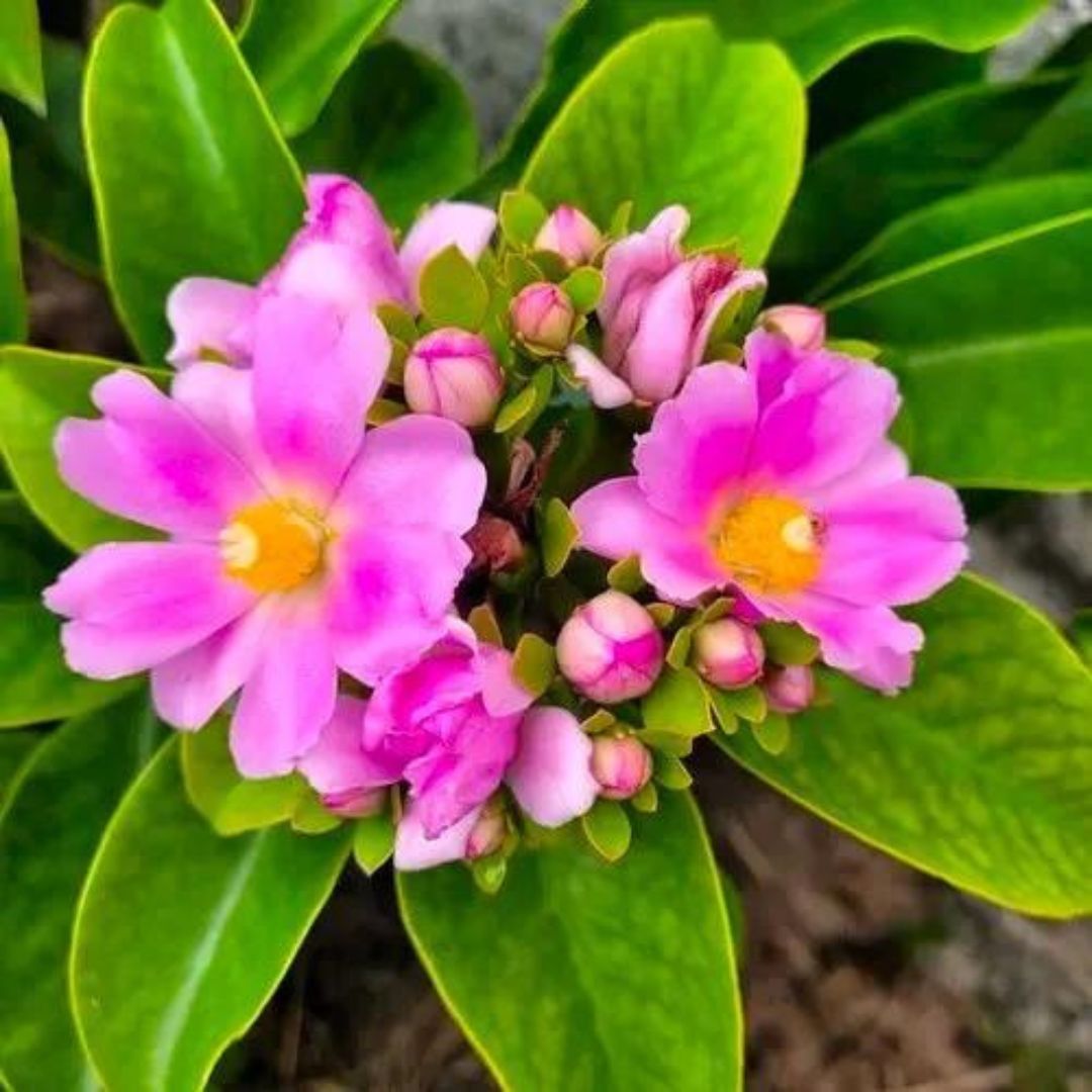 Diferença entre os ora-pro-nóbis de flor branca, rosa e laranja